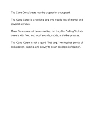 CAne Corso.pdf