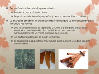 Canela, árbol de la canela, canelero | PPTX