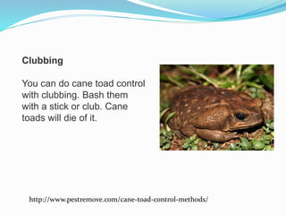 Cane toad control methods | PPTX | Chemistry | Science