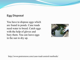 Cane toad control methods | PPTX | Chemistry | Science