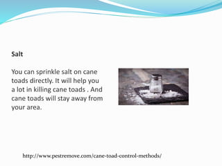Cane toad control methods | PPTX | Chemistry | Science
