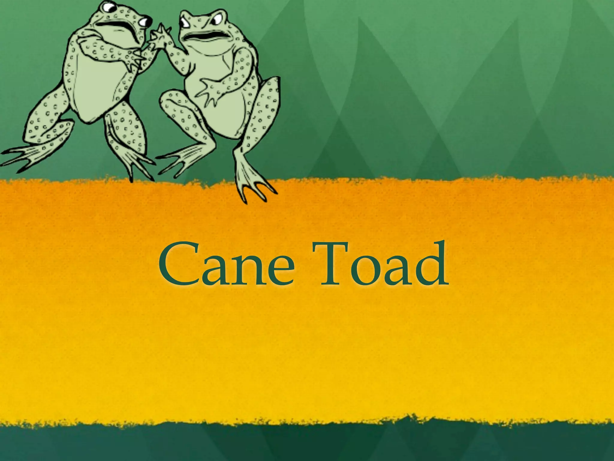 Cane toads 1.key 2 | PPT