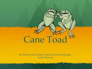 Cane toads 1.key 2 | PPT