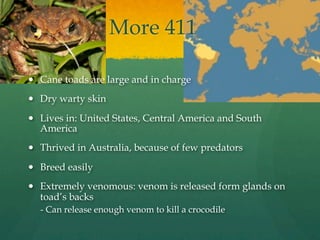 Cane toads 1.key 2 | PPT