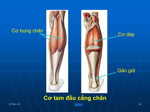 GIẢI PHẪU CẲNG CHÂN | PDF