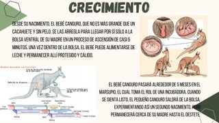 CANGUROS.presntacion reproducciopn penepenepenme | PPT