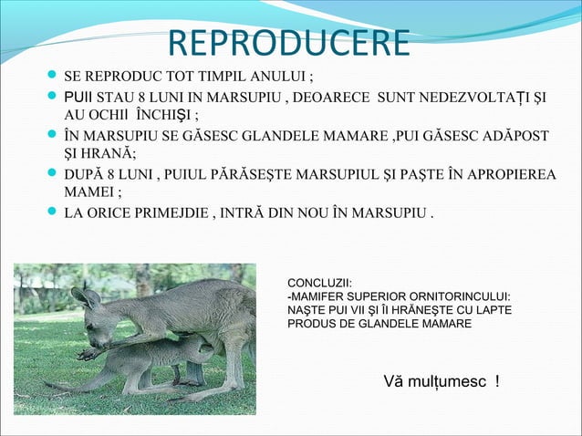 Cangurul si ornitorincul_clasa_6 | PPT