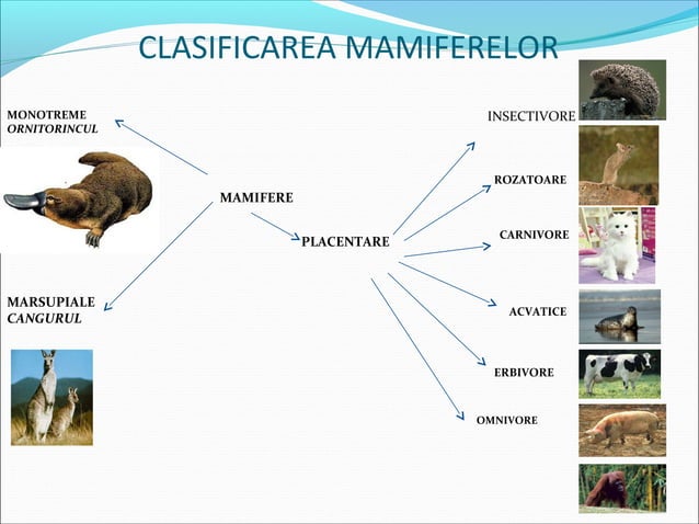 Cangurul si ornitorincul_clasa_6 | PPT