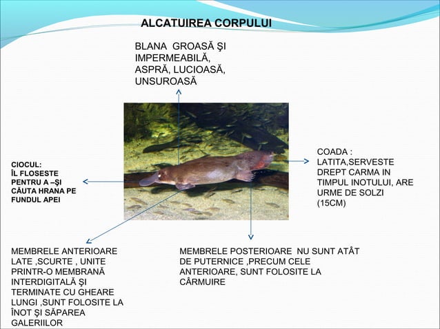 Cangurul si ornitorincul_clasa_6 | PPT