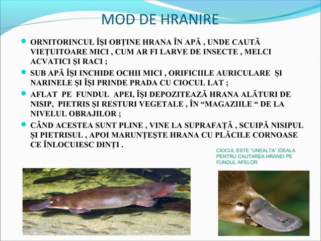 Cangurul si ornitorincul_clasa_6 | PPT