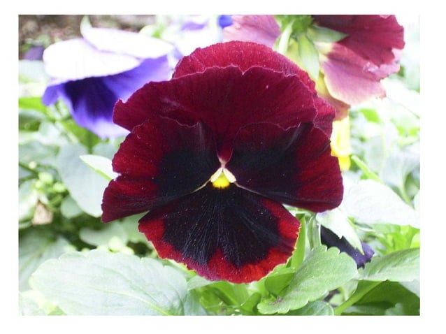 Cánh hoa pensee | PPS