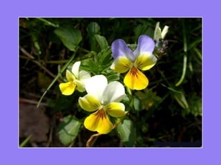 Cánh hoa pensee | PPS