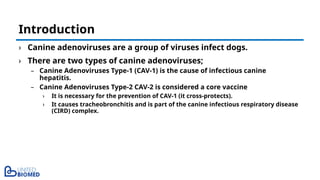Canine Adenoviruse-2 Presentation in Pet Animals | PPTX