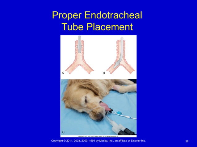 Canine and feline anesthesia | PPT | Veterinary Medicine | Pets