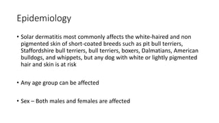 Canine and feline solar dermatosis | PPTX