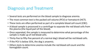 Canine anemia VETERINARY DOCTORS AND PET OWNERS.pdf
