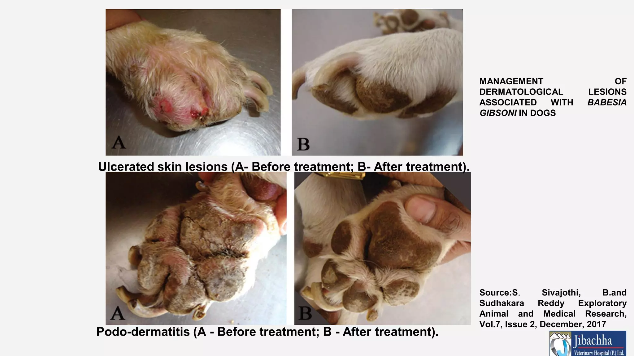 Canine babesiosis Dr.Jibachha Sah,M.V.Sc ,Lecturer NPI | PDF