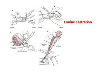 canine castration Feline Castration Testicular Tumors Transmissible ...