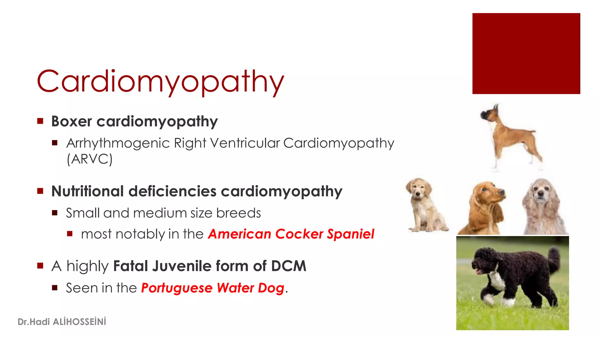Canine Cardiomyopathy | PDF