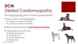 Dilated Cardiomyopathy Dog