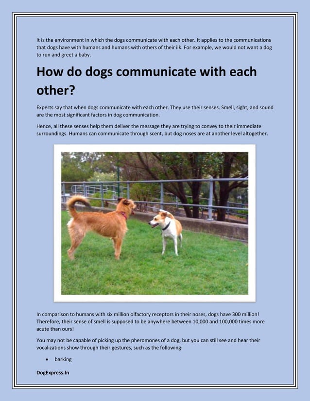 Canine Communication.docx | Dogs | Pets