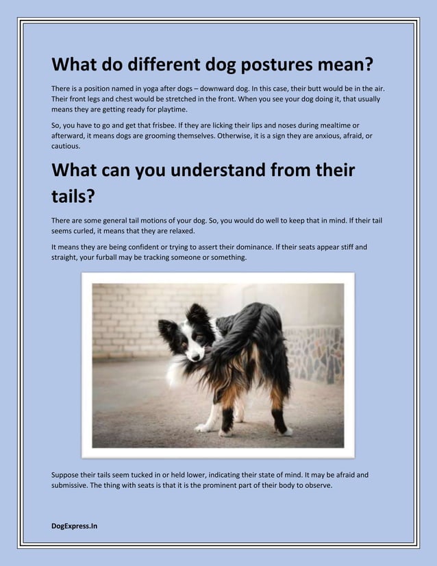 Canine Communication.docx | Dogs | Pets