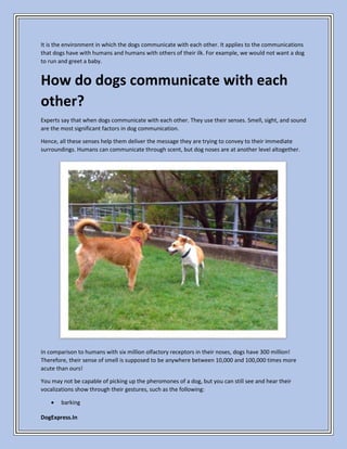Do Dogs Talk To Each Other