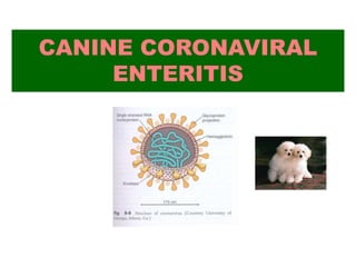 Clinico pathological and diagnstic aspects of CANINE CORONAVIRAL ...