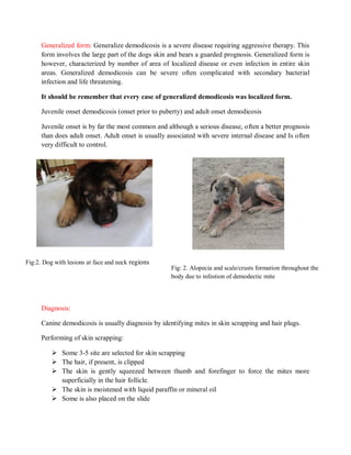 Canine demodecosis | PDF