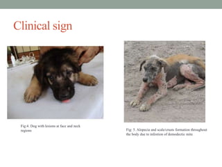 canine demodex | PPTX