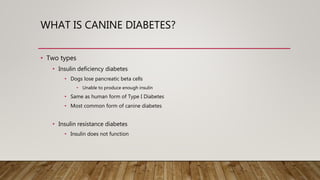 Canine diabetes | PPTX