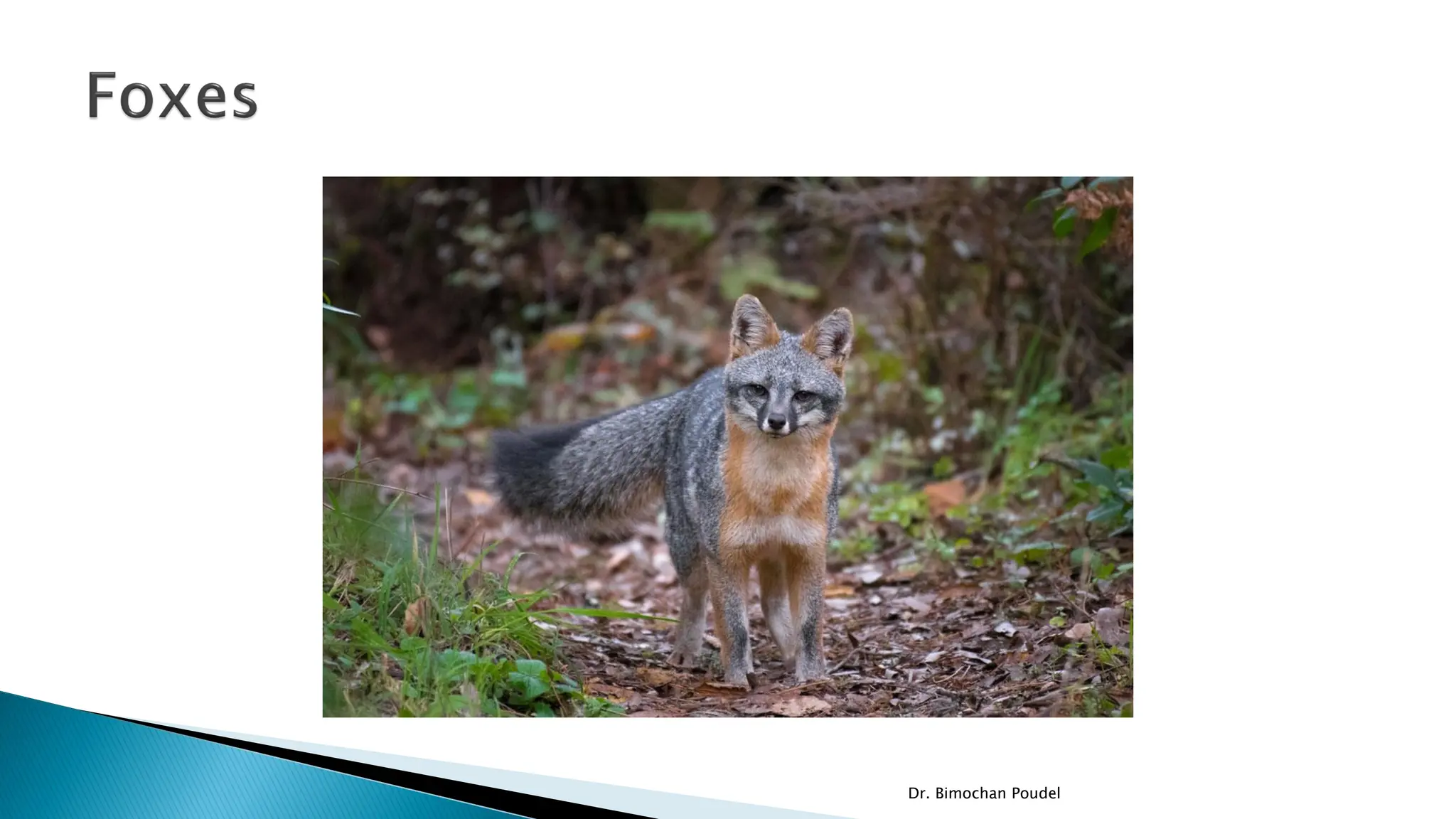 Canine Diseases : Leptospirosis , Rabies , Canine Distemper , Parvo ...