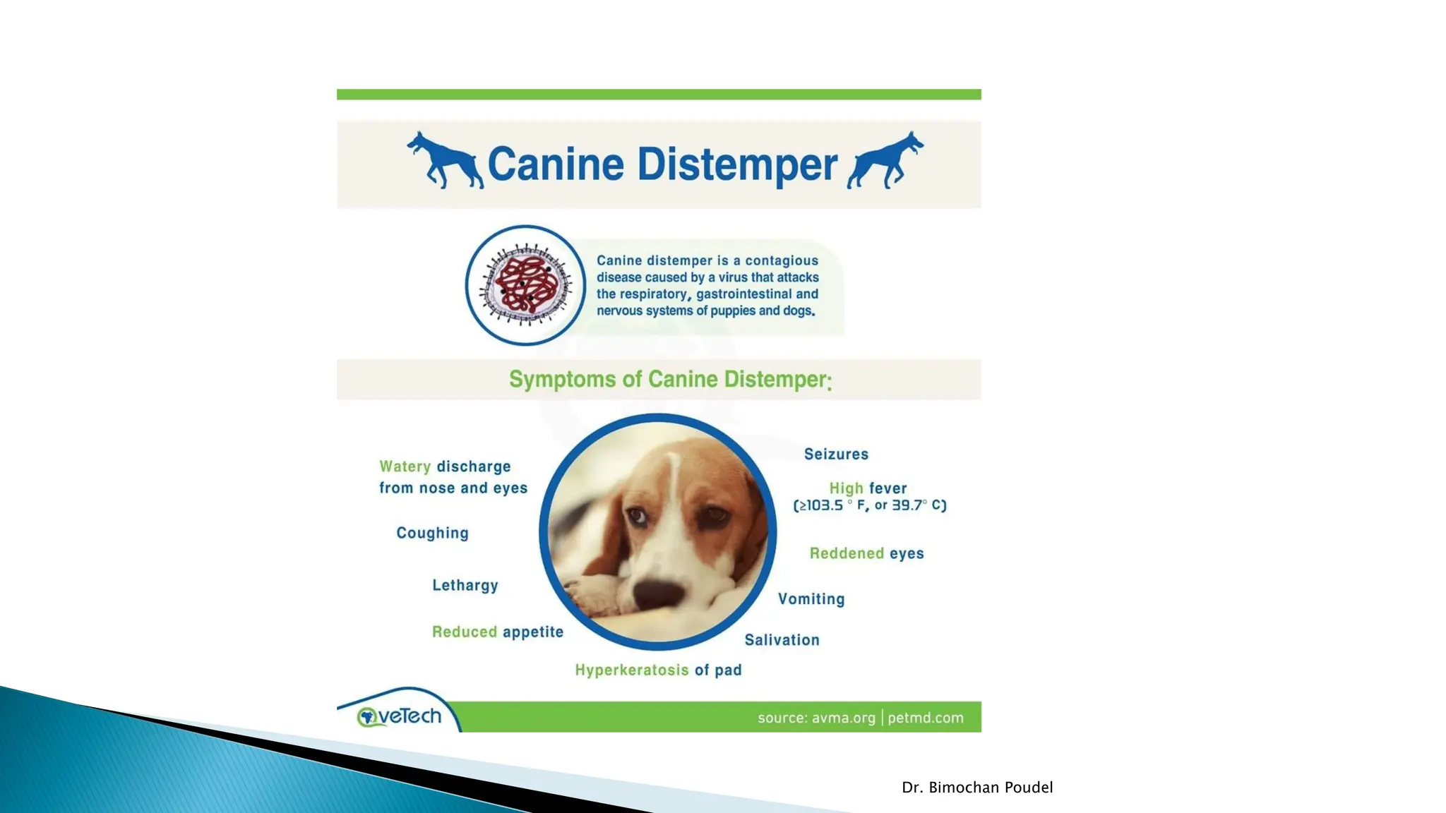 Canine Diseases : Leptospirosis , Rabies , Canine Distemper , Parvo ...