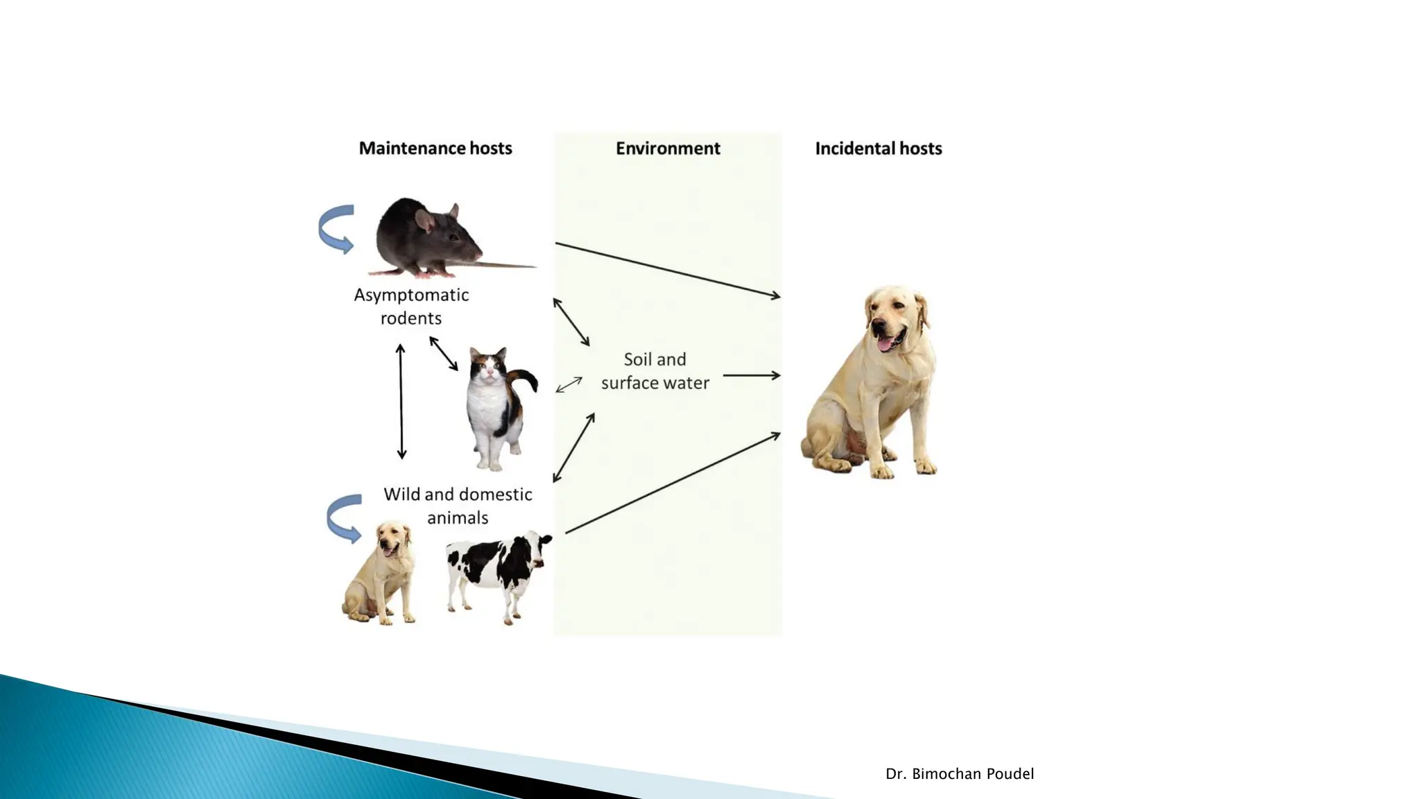 Canine Diseases : Leptospirosis , Rabies , Canine Distemper , Parvo ...