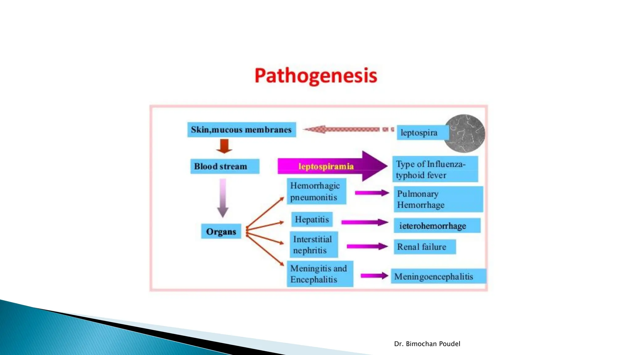Canine Diseases : Leptospirosis , Rabies , Canine Distemper , Parvo ...