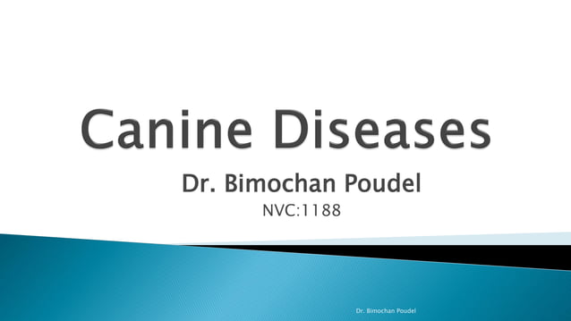 Canine Diseases : Leptospirosis , Rabies , Canine Distemper , Parvo ...