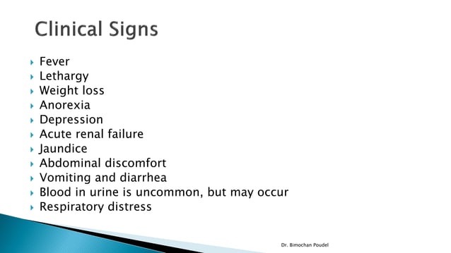 Canine Diseases : Leptospirosis , Rabies , Canine Distemper , Parvo ...