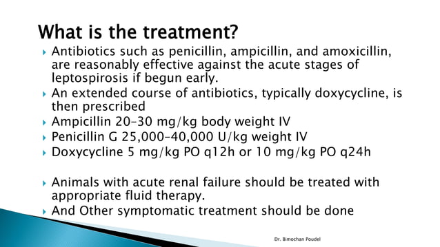 Canine Diseases : Leptospirosis , Rabies , Canine Distemper , Parvo ...