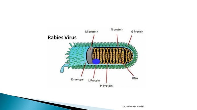 Canine Diseases : Leptospirosis , Rabies , Canine Distemper , Parvo ...