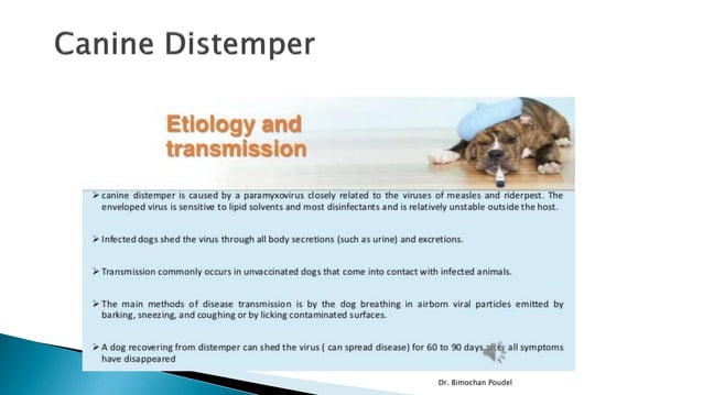 Canine Diseases : Leptospirosis , Rabies , Canine Distemper , Parvo ...