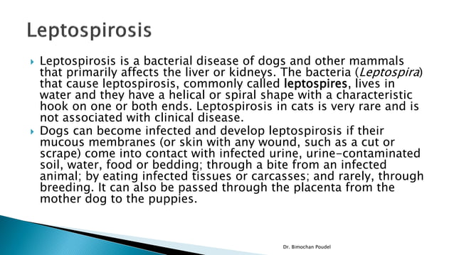 Canine Diseases : Leptospirosis , Rabies , Canine Distemper , Parvo ...