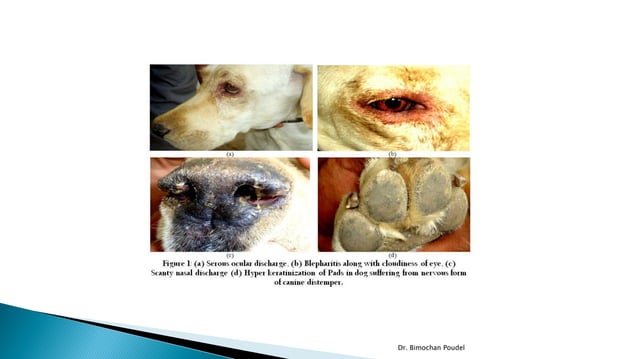 Canine Diseases : Leptospirosis , Rabies , Canine Distemper , Parvo ...