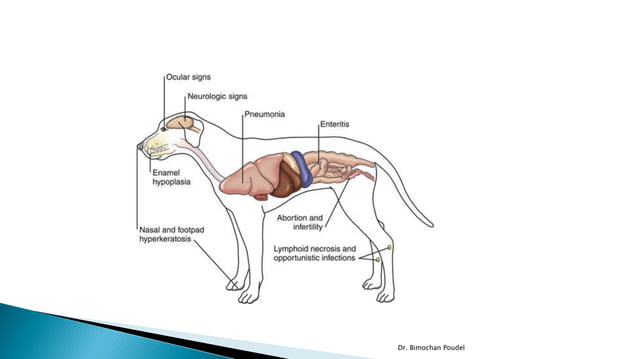 Canine Diseases : Leptospirosis , Rabies , Canine Distemper , Parvo ...