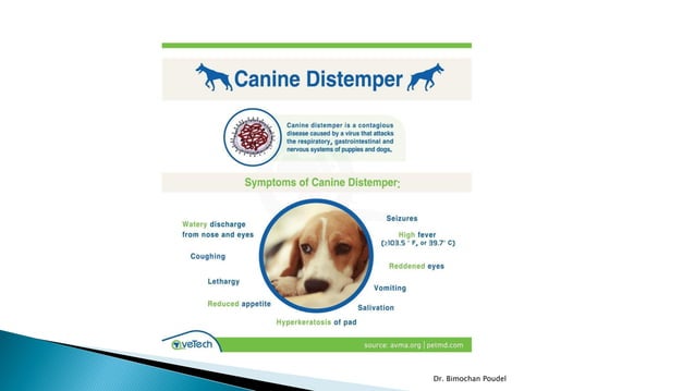Canine Diseases : Leptospirosis , Rabies , Canine Distemper , Parvo ...