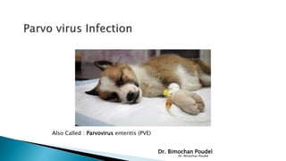 Canine Diseases : Leptospirosis , Rabies , Canine Distemper , Parvo ...