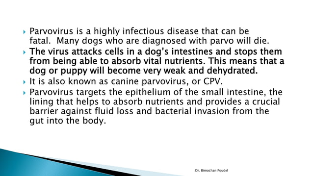 Canine Diseases : Leptospirosis , Rabies , Canine Distemper , Parvo ...