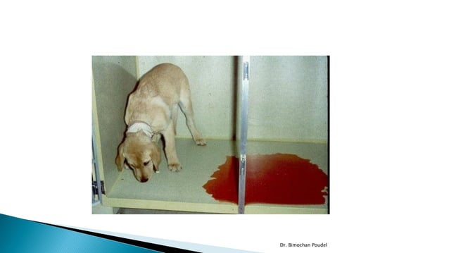 Canine Diseases : Leptospirosis , Rabies , Canine Distemper , Parvo ...