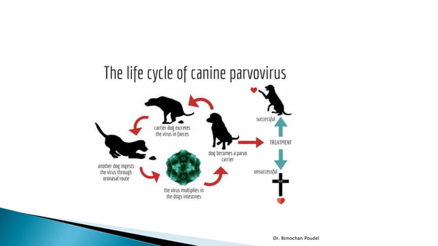 Canine Diseases : Leptospirosis , Rabies , Canine Distemper , Parvo ...