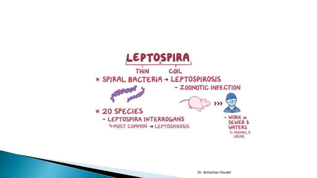 Canine Diseases : Leptospirosis , Rabies , Canine Distemper , Parvo ...