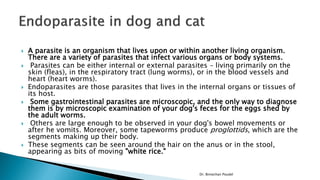 Canine Diseases : Leptospirosis , Rabies , Canine Distemper , Parvo ...